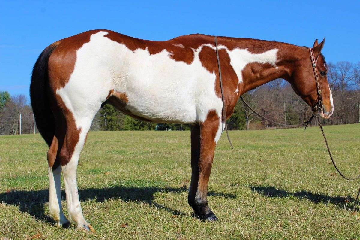 Stunning Bay Overo Gelding