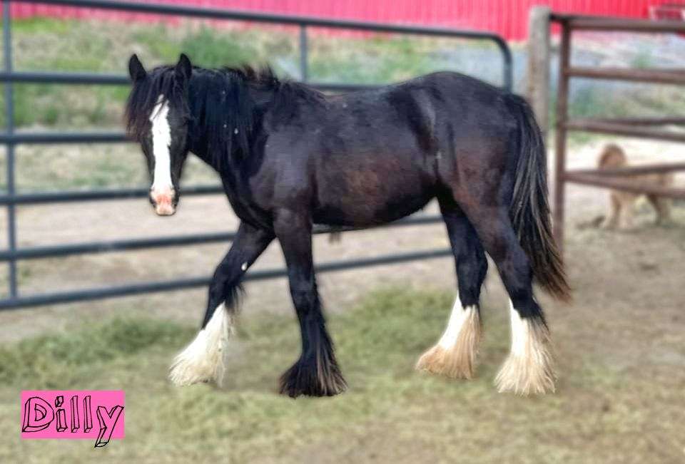 Stunning Black Filly With 2 Exceptional Parents in North Carolina