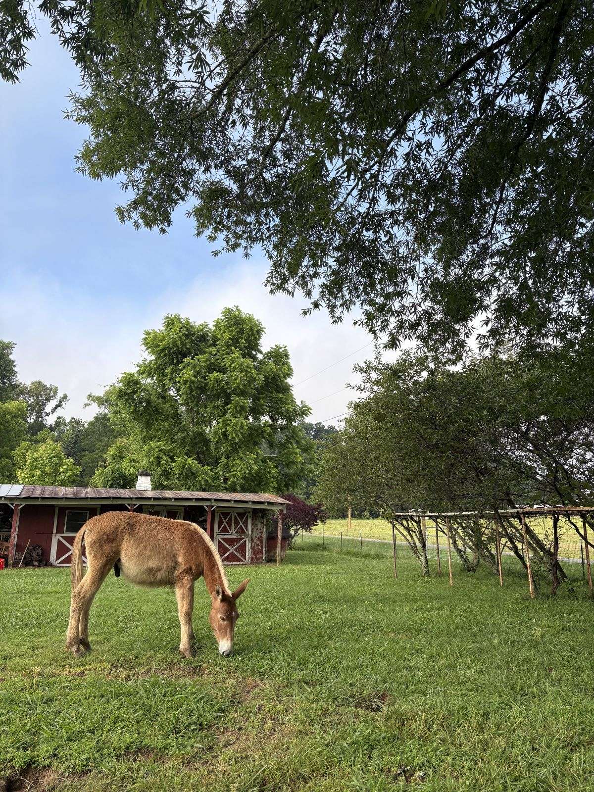 11 Month Old Belgian Mule for Sale