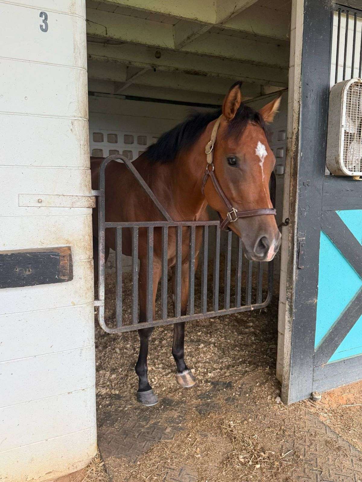 Filly Sport Horse Project