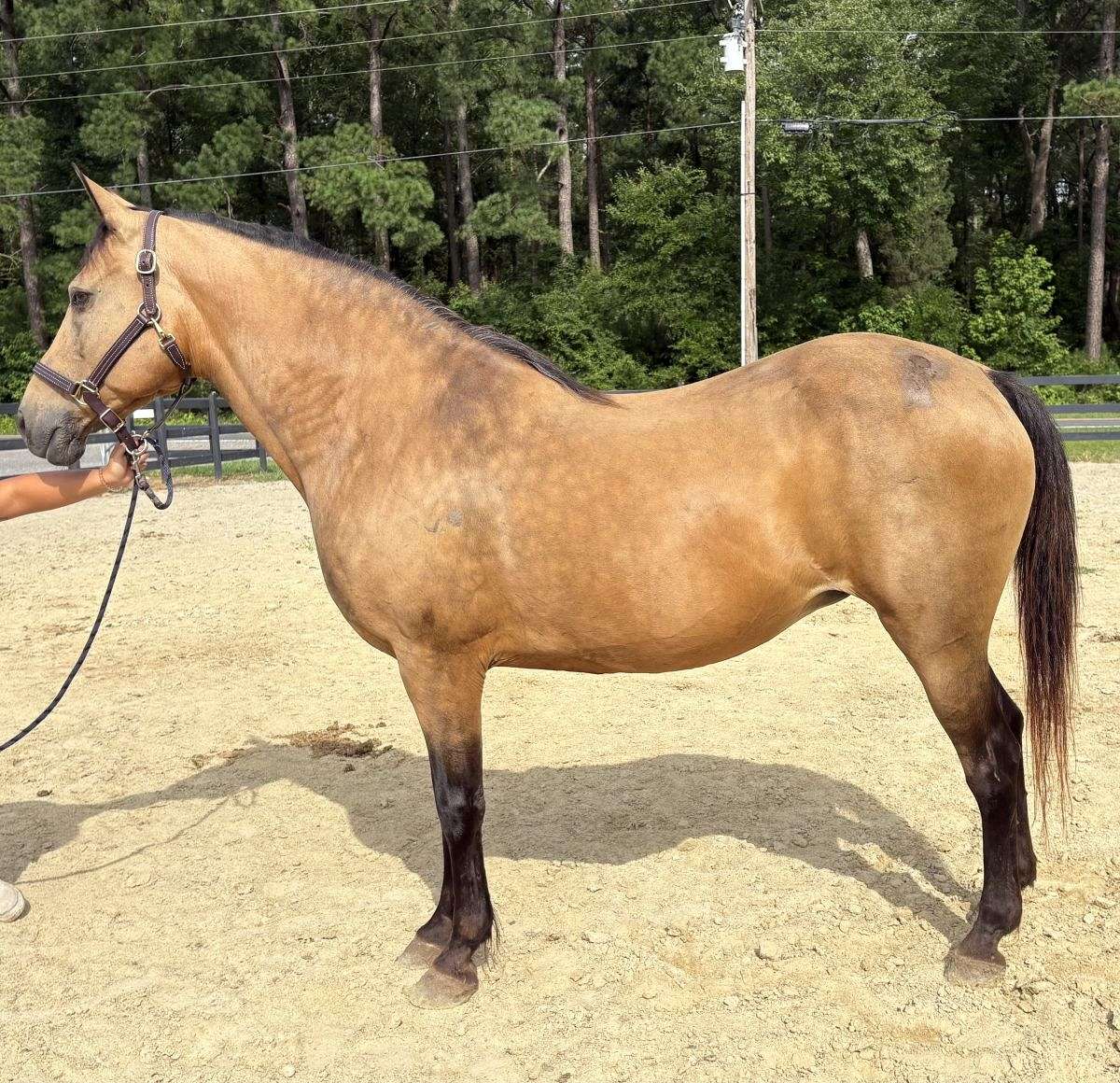 Pretty Buckskin Mare