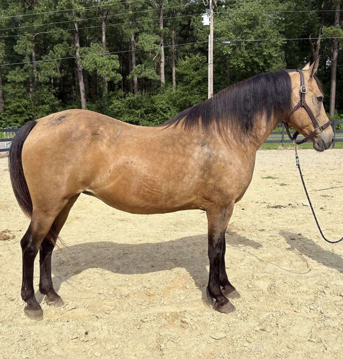 Pretty Buckskin Mare
