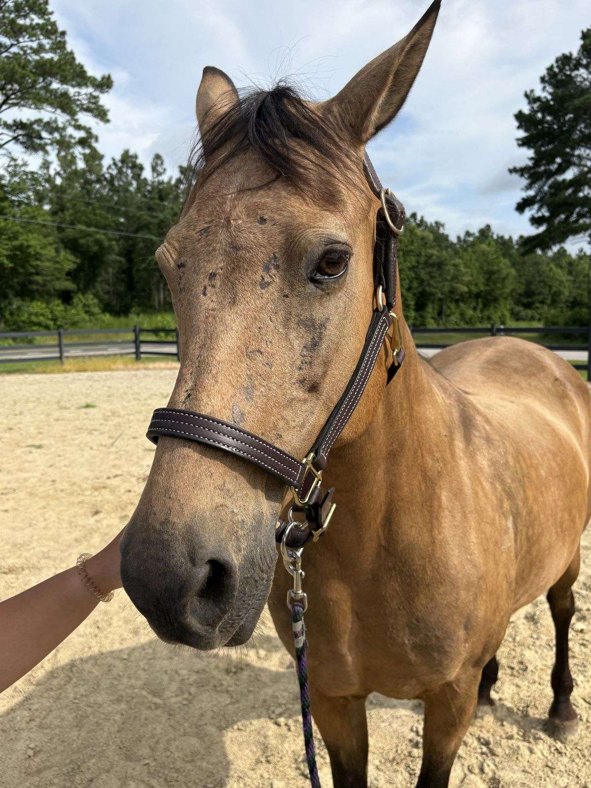 Pretty Buckskin Mare
