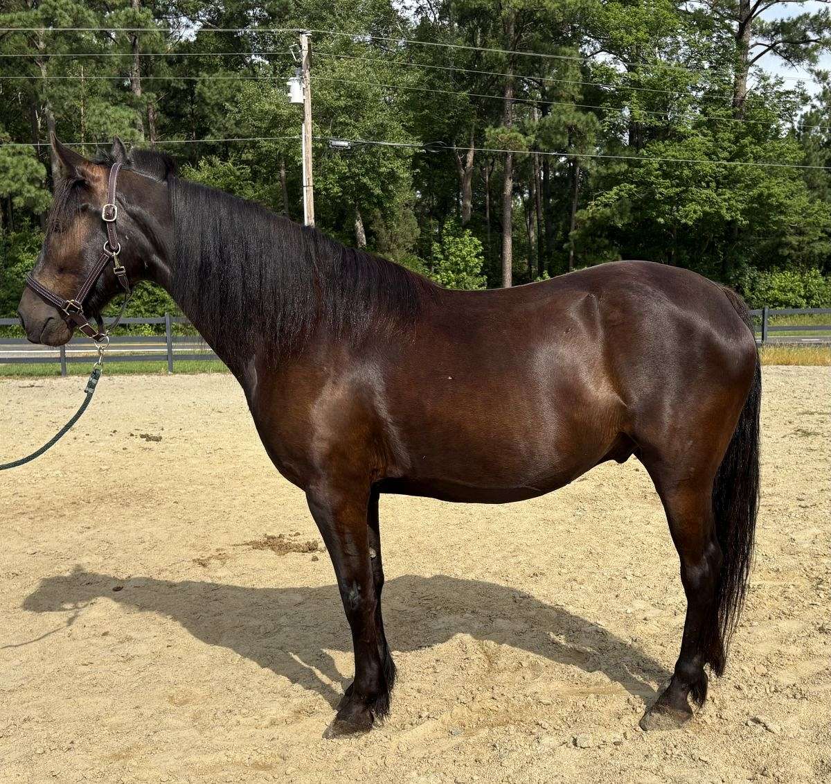 Bay QH Cross