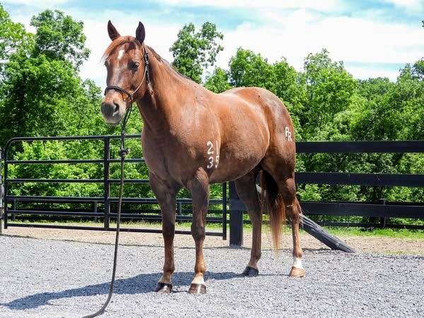 Registered AQHA/Fqha Gelding, 9 Years Old, 96% Foundation Bred