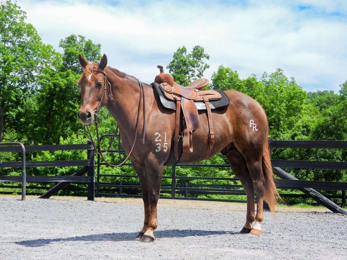 Registered AQHA/Fqha Gelding, 9 Years Old, 96% Foundation Bred