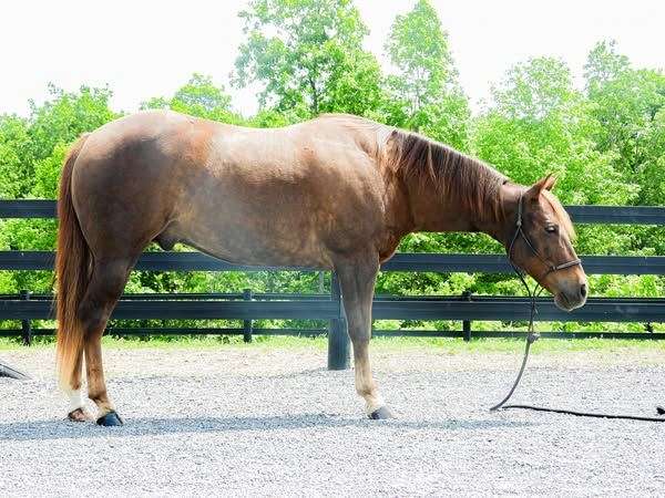 Registered AQHA/Fqha Gelding, 9 Years Old, 96% Foundation Bred