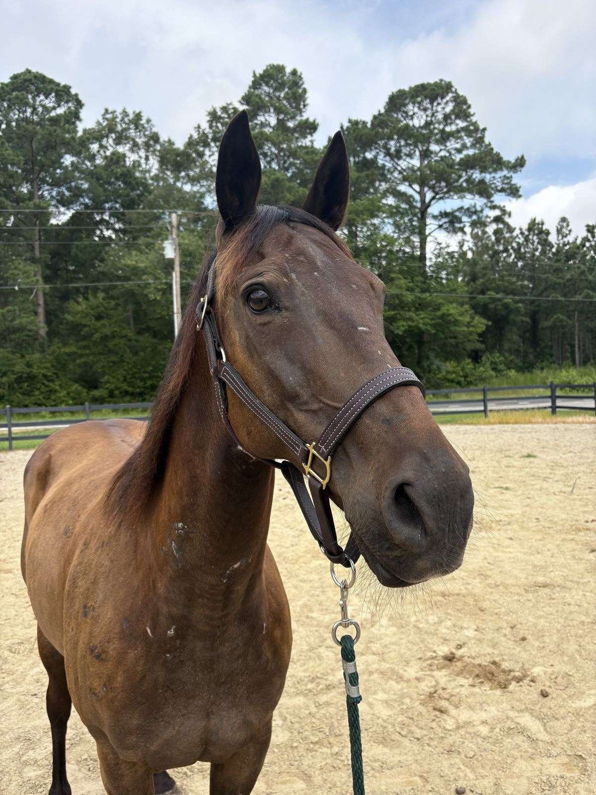 Bay QH Gelding