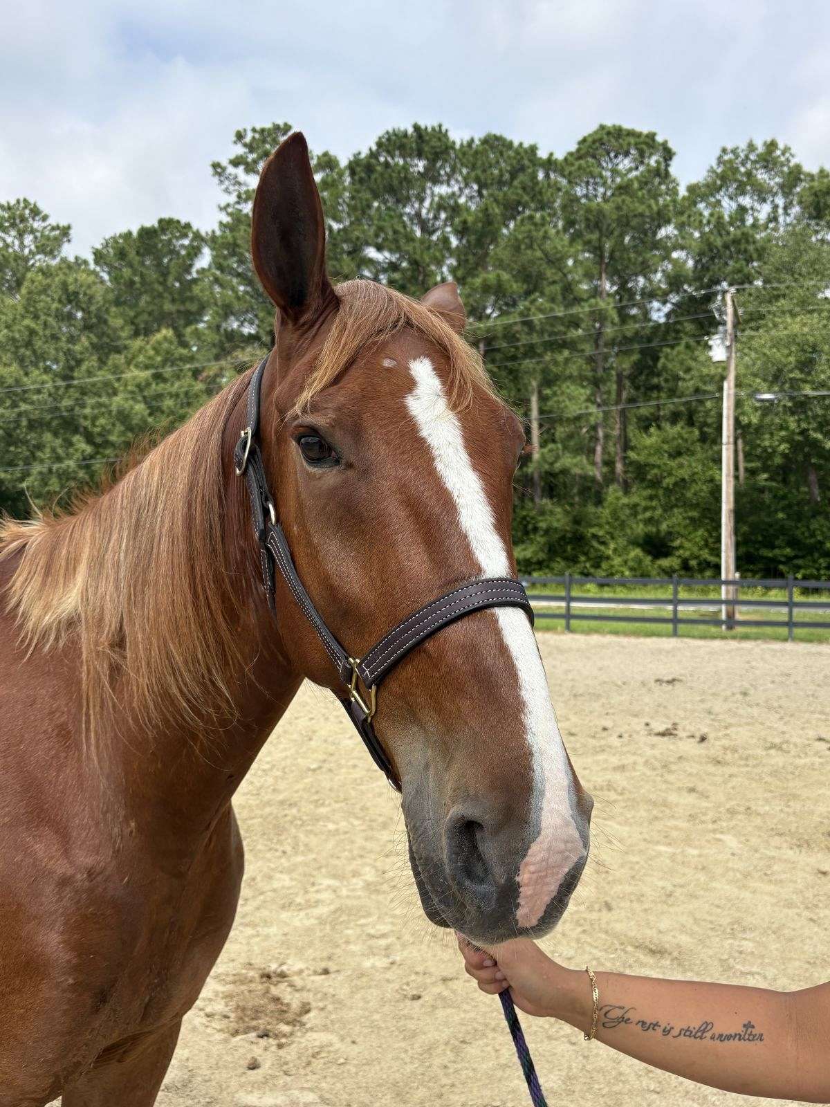 Sorrel Gaited Gelding