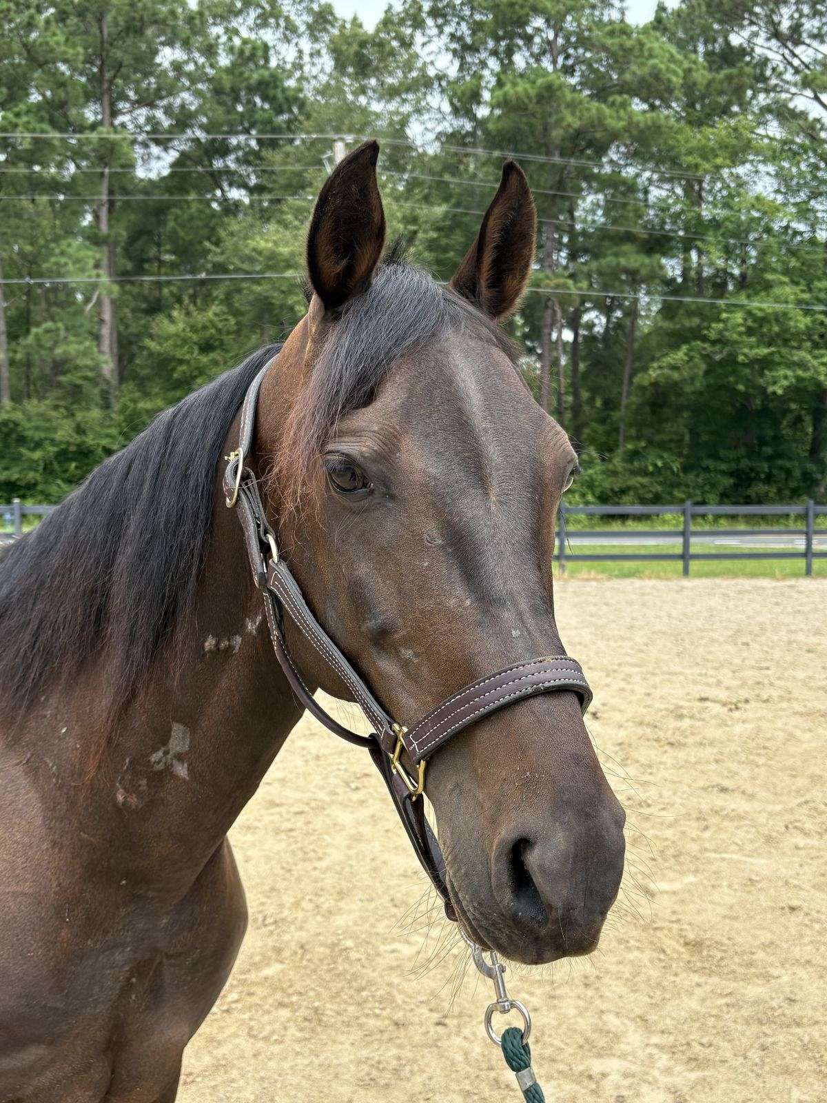 Registered Morgan Mare