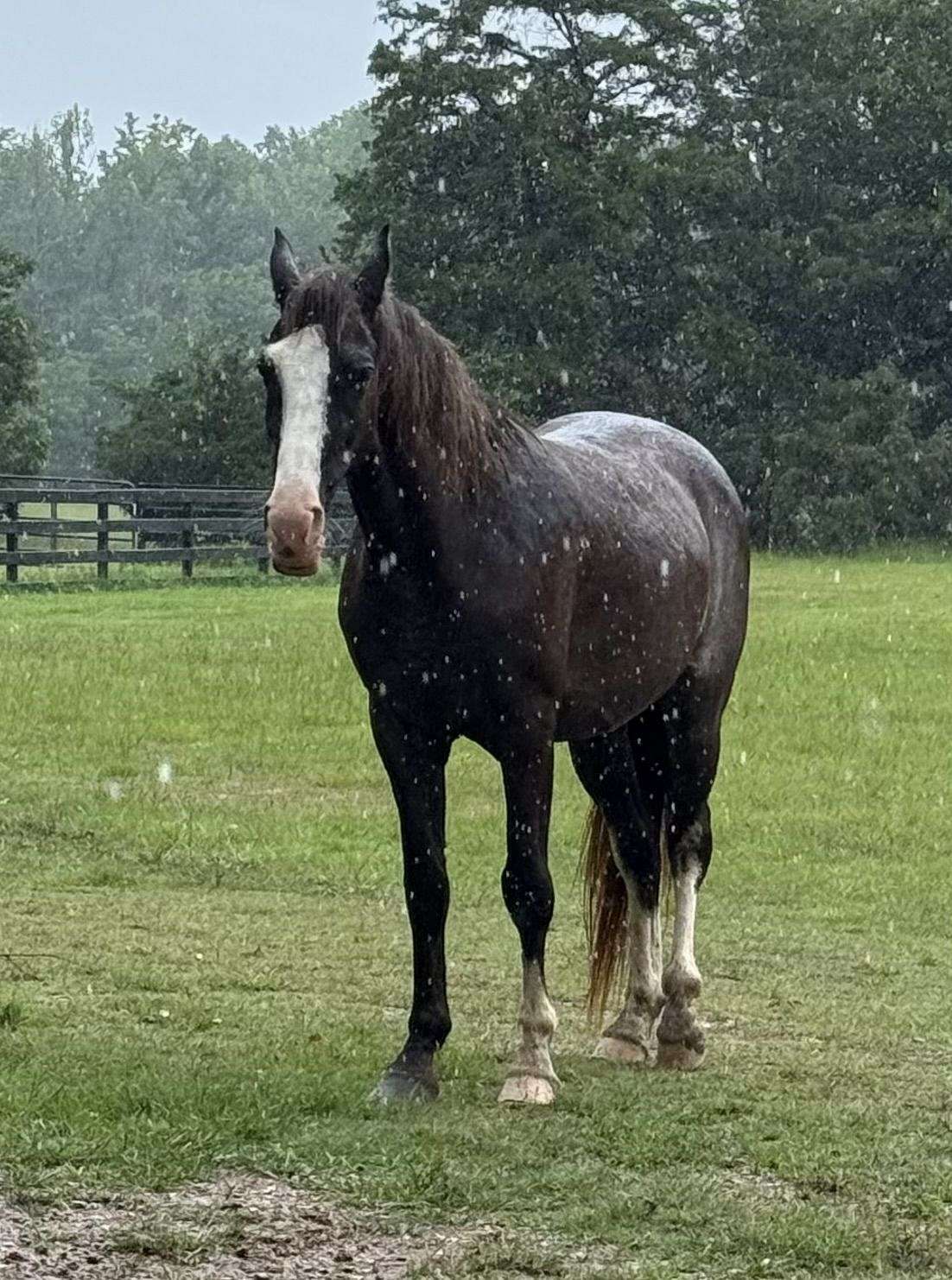 15 Years Old TWH, Gelding.
