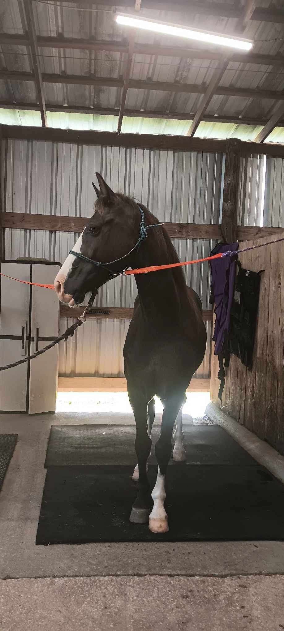 15 Years Old TWH, Gelding.