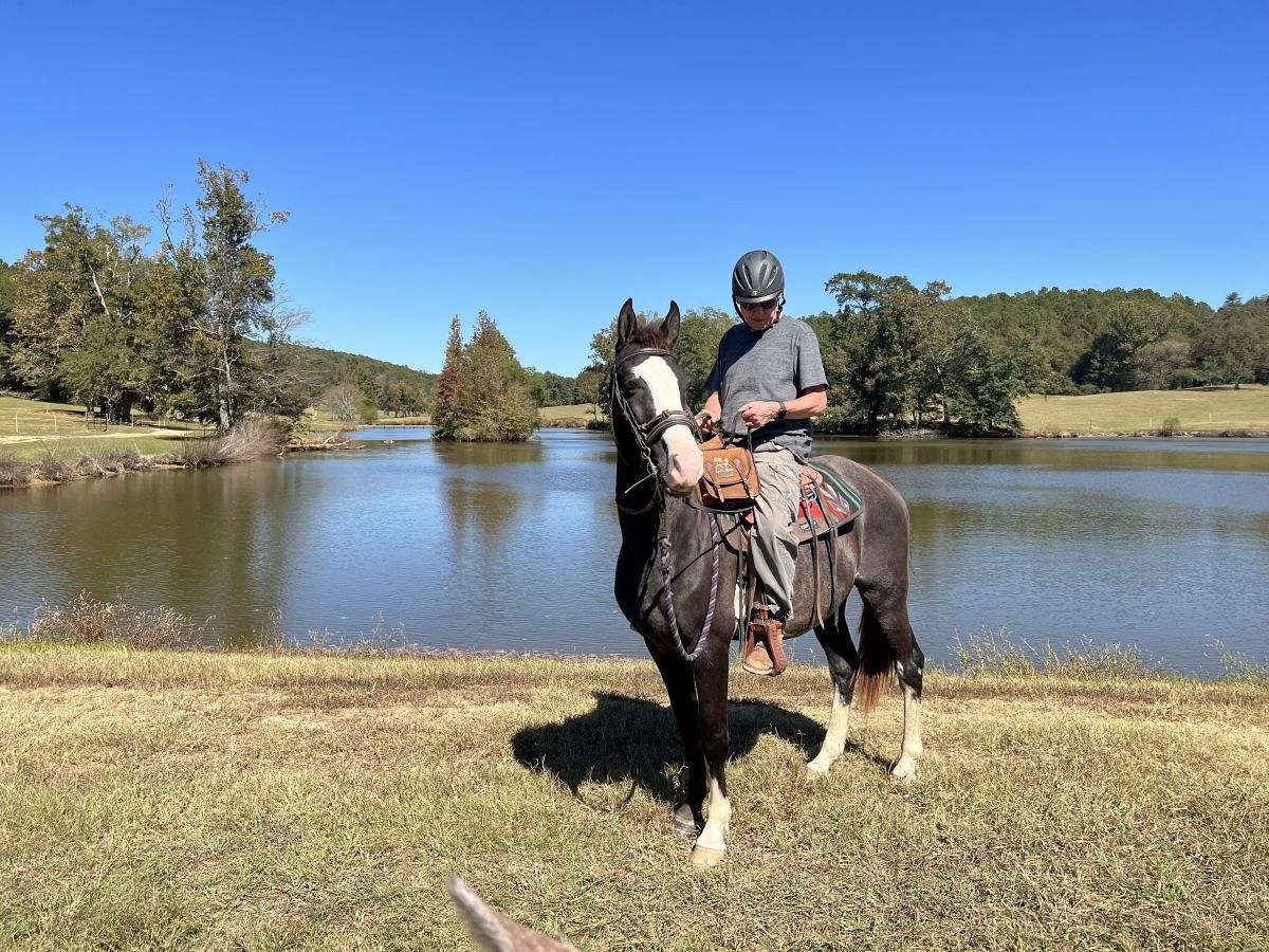 15 Years Old TWH, Gelding.