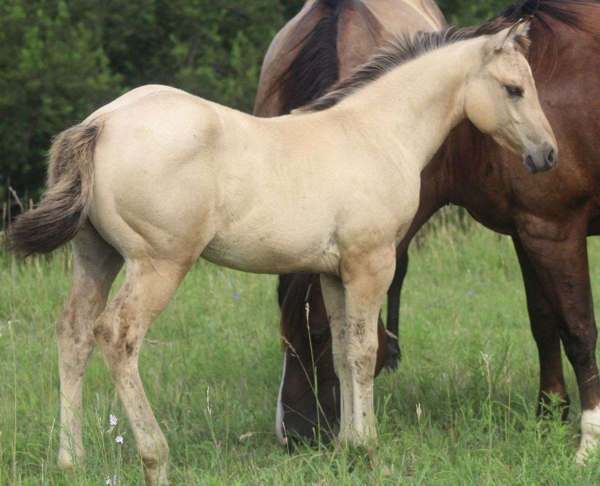 AQHA Gorgeous Filly, High % Pitzer Bloodlines