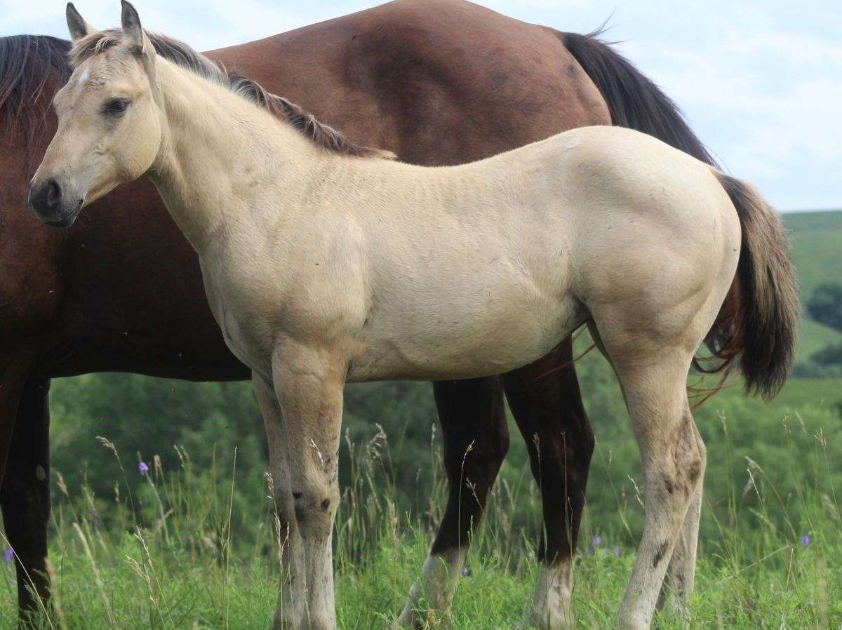 AQHA Gorgeous Filly, High % Pitzer Bloodlines