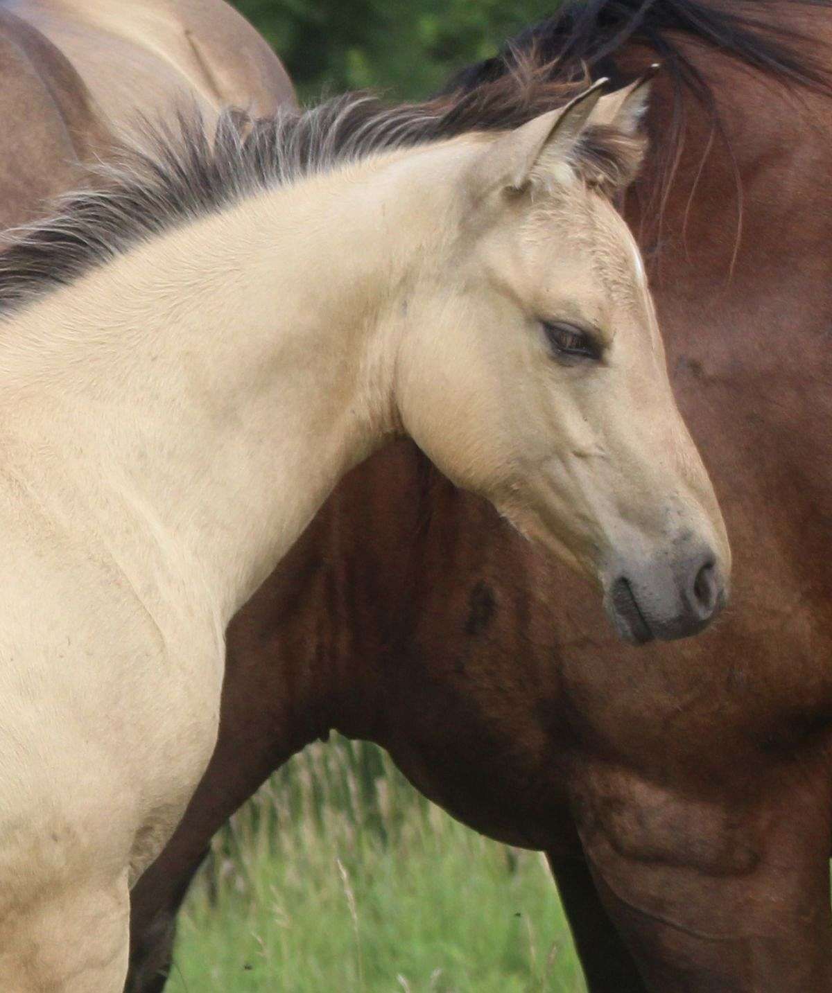AQHA Gorgeous Filly, High % Pitzer Bloodlines