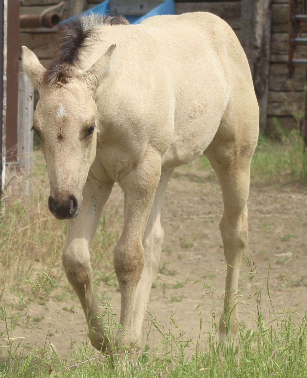 AQHA Gorgeous Filly, High % Pitzer Bloodlines