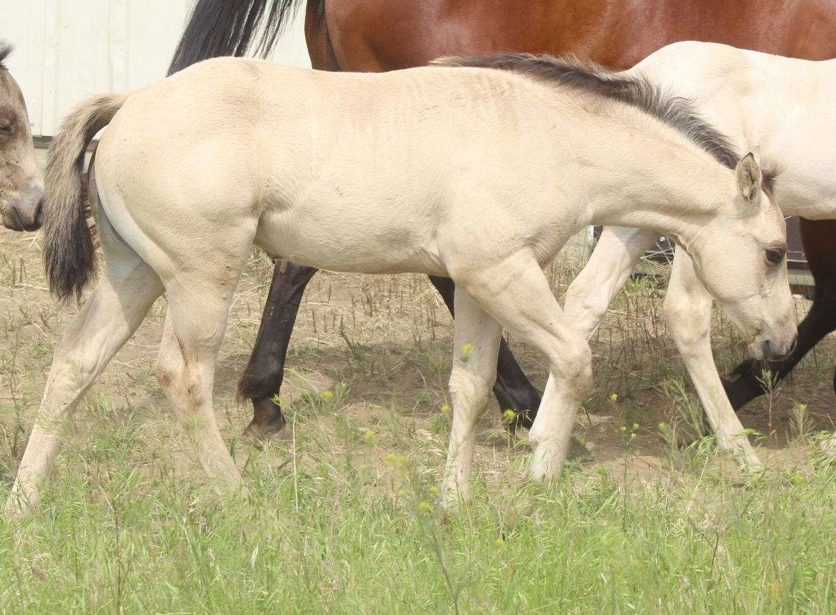 AQHA Gorgeous Filly, High % Pitzer Bloodlines