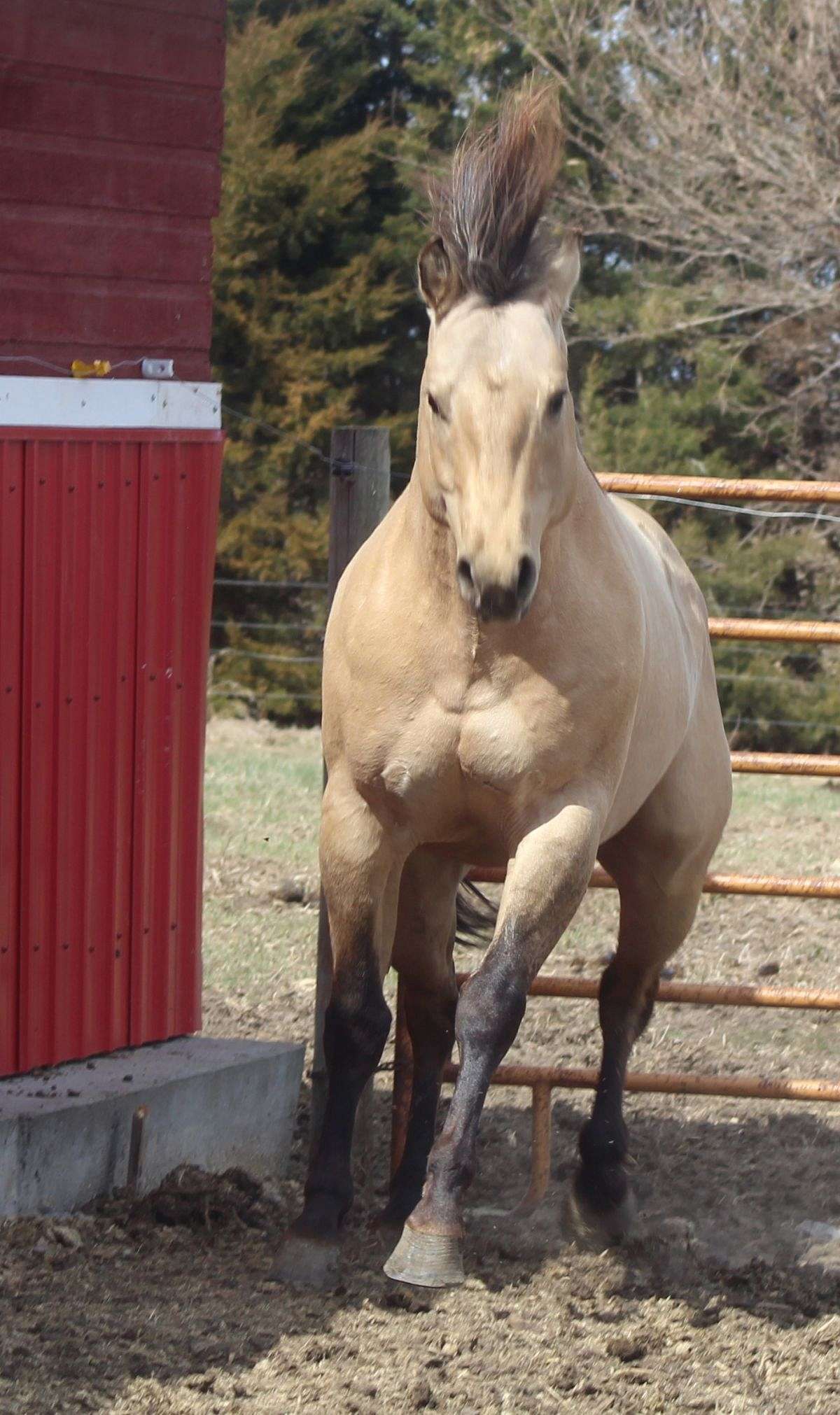 AQHA Gorgeous Filly, High % Pitzer Bloodlines