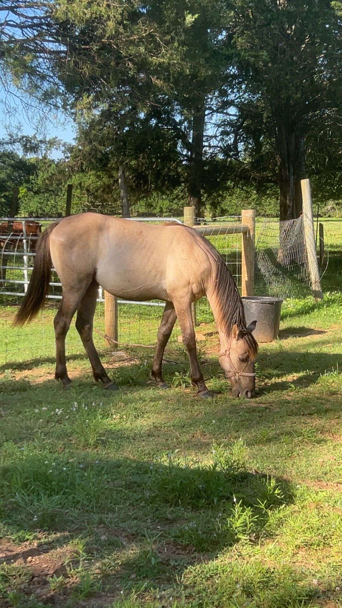 Dun Filly Out of the Full Sister to Wgc the Coach