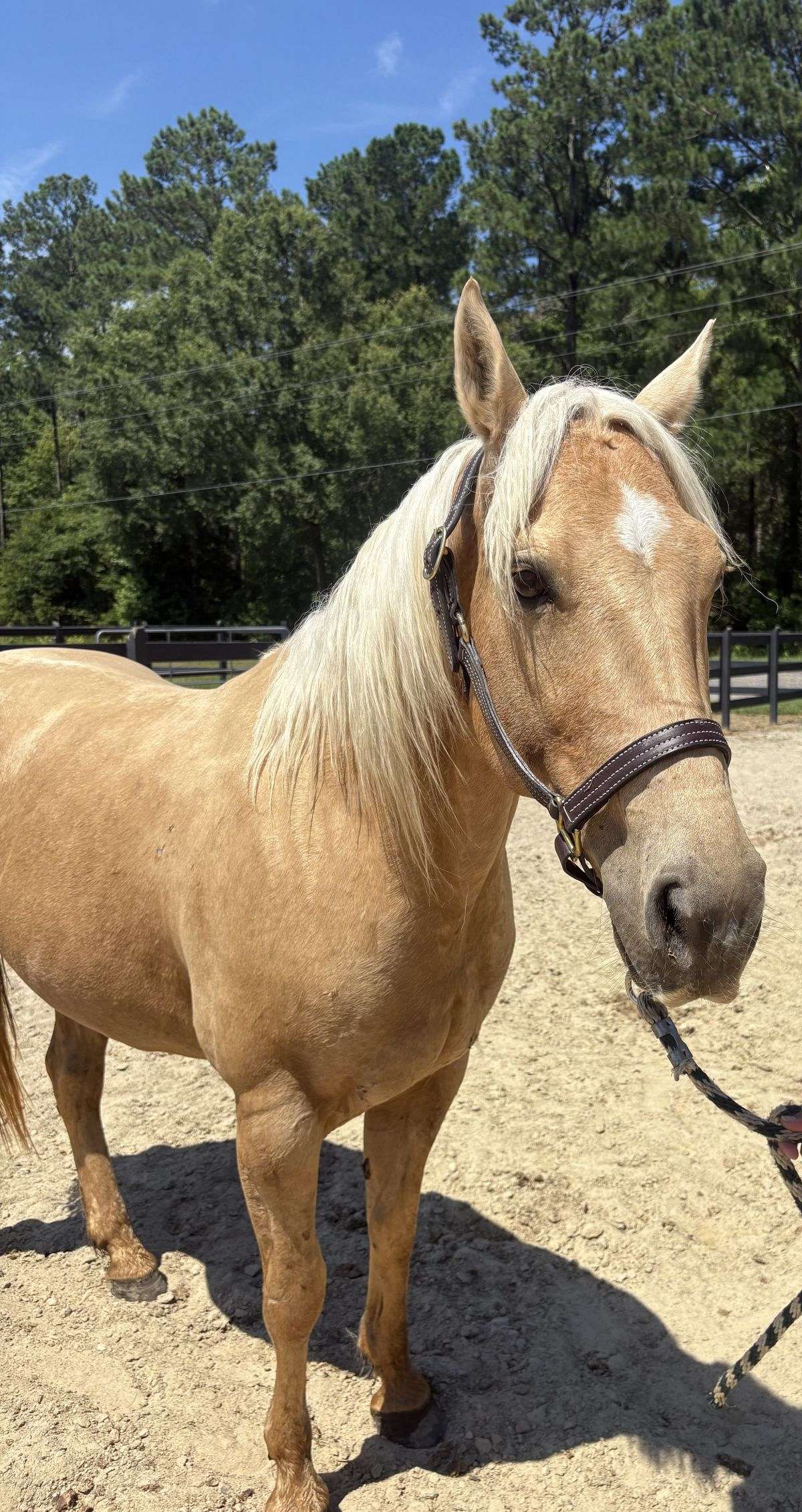 Gentle Palomino Mare