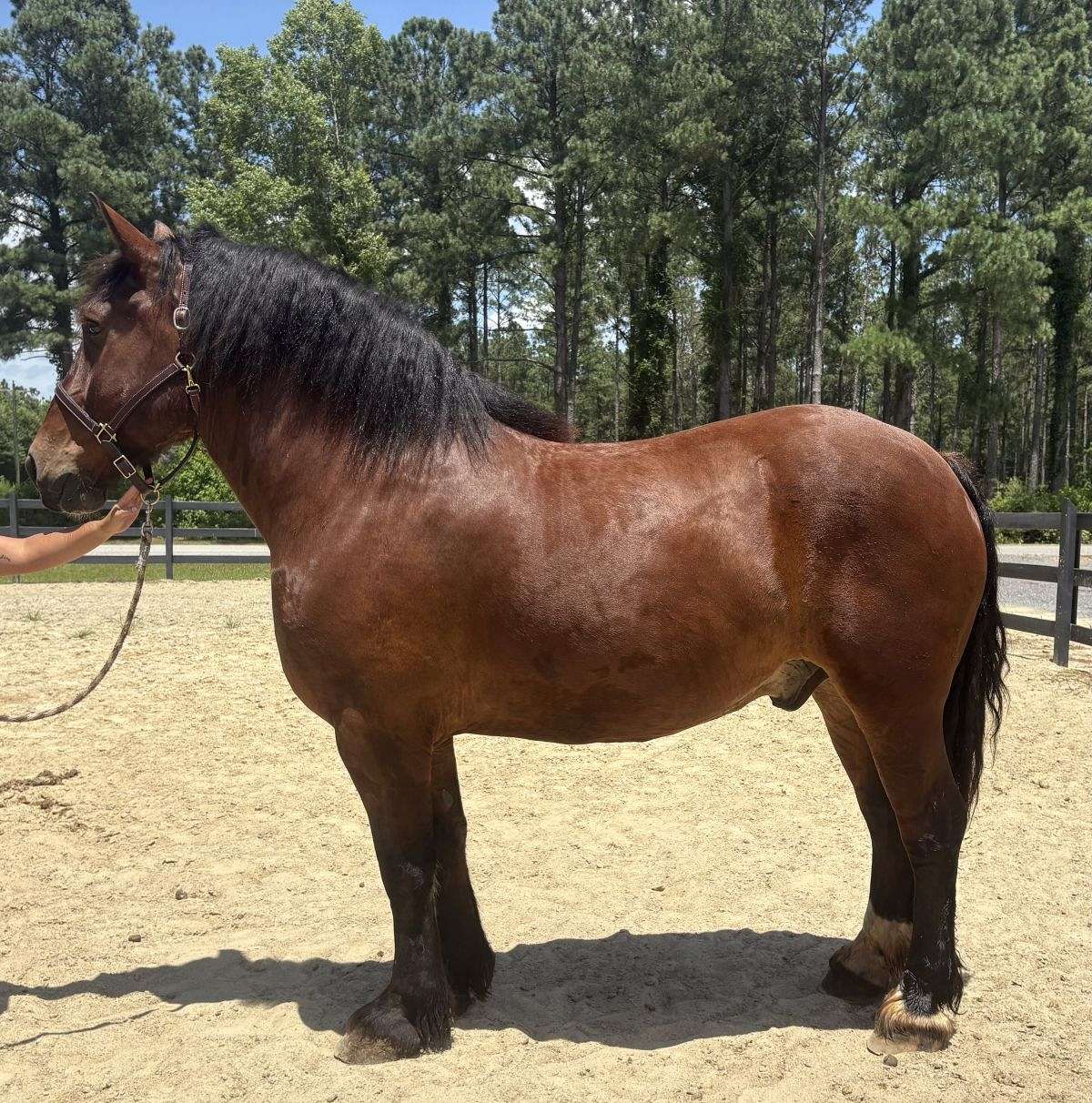 Nice Bay Draft Cross