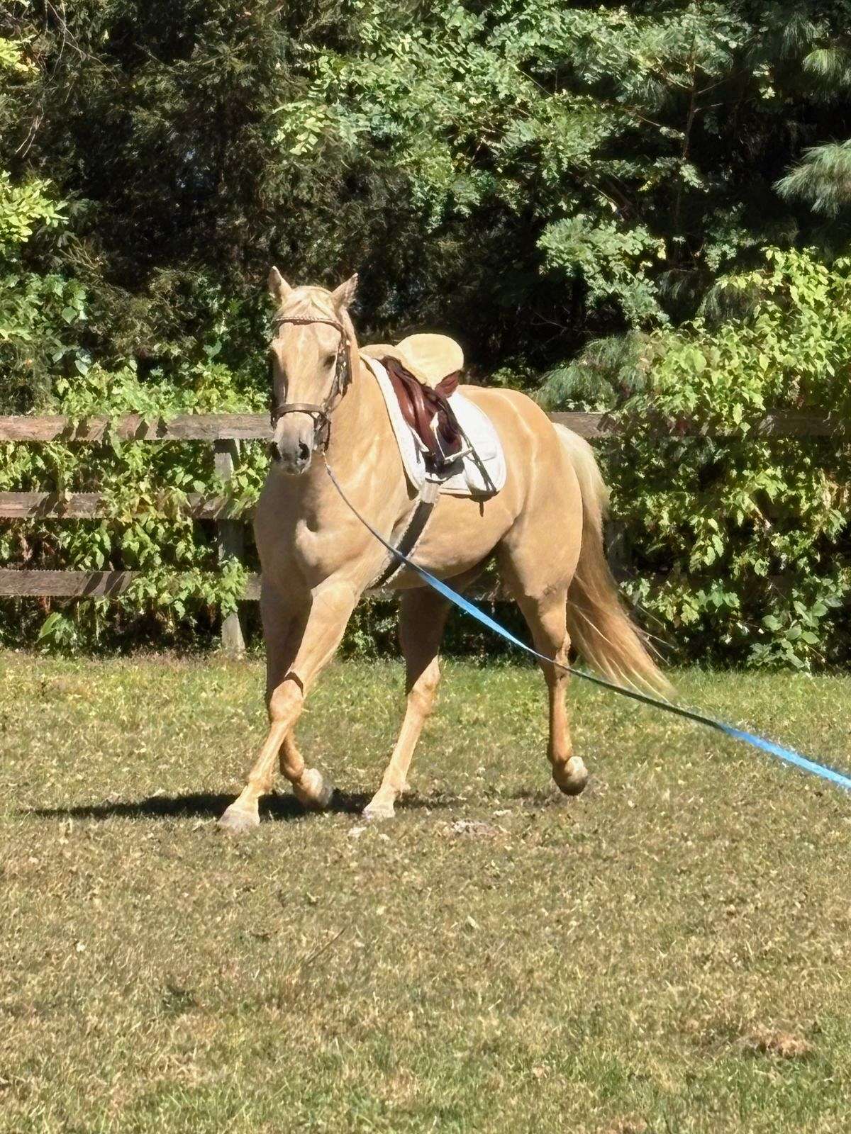 Beautiful Champagne Palomino 5yo AQHA Gelding: Priced to Sell..