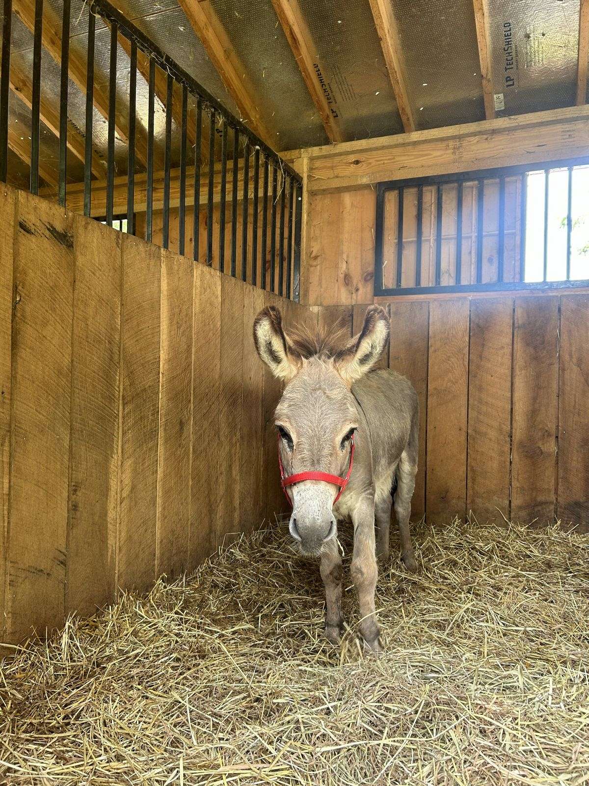 Mini Donkey