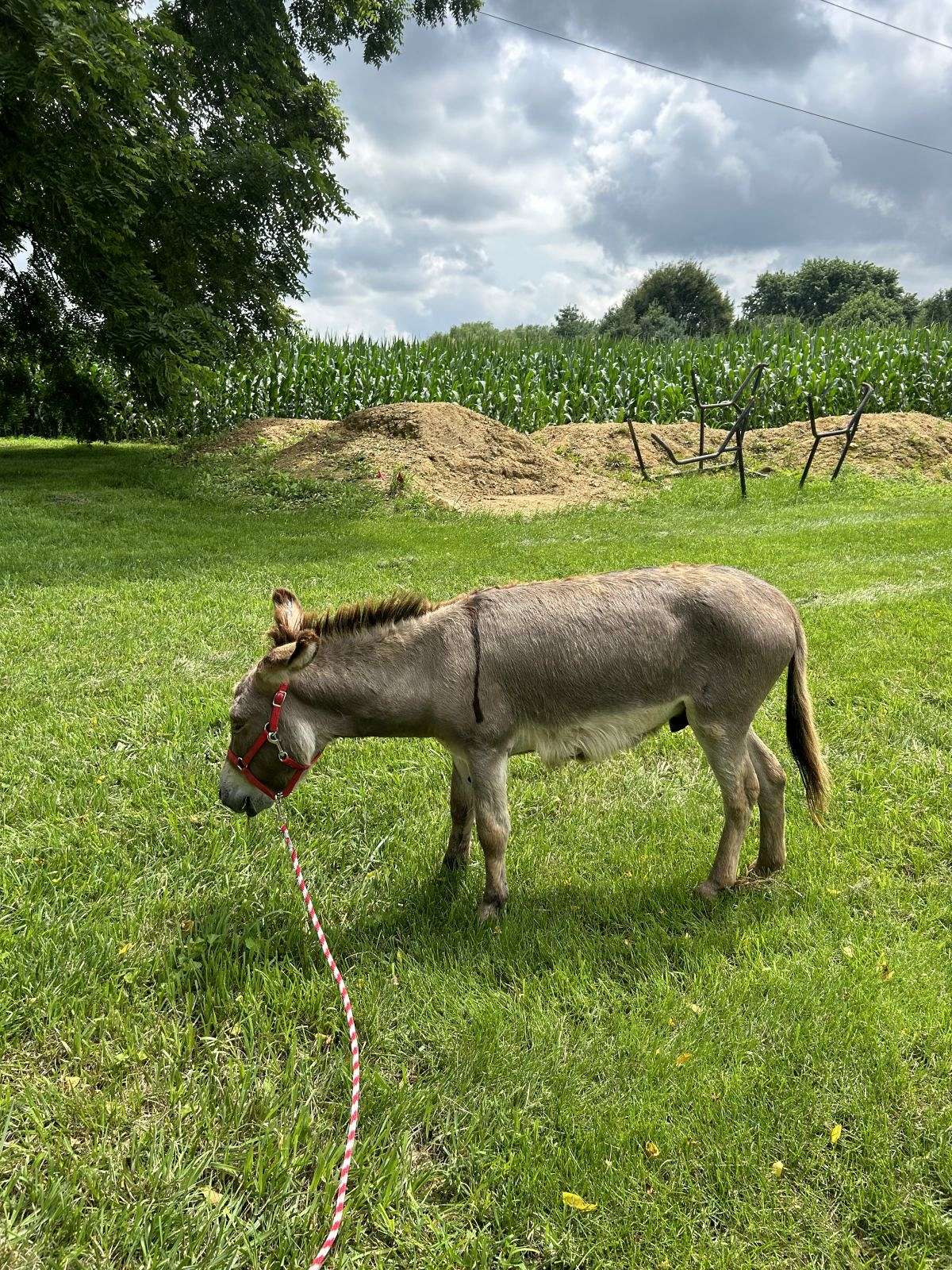 Mini Donkey