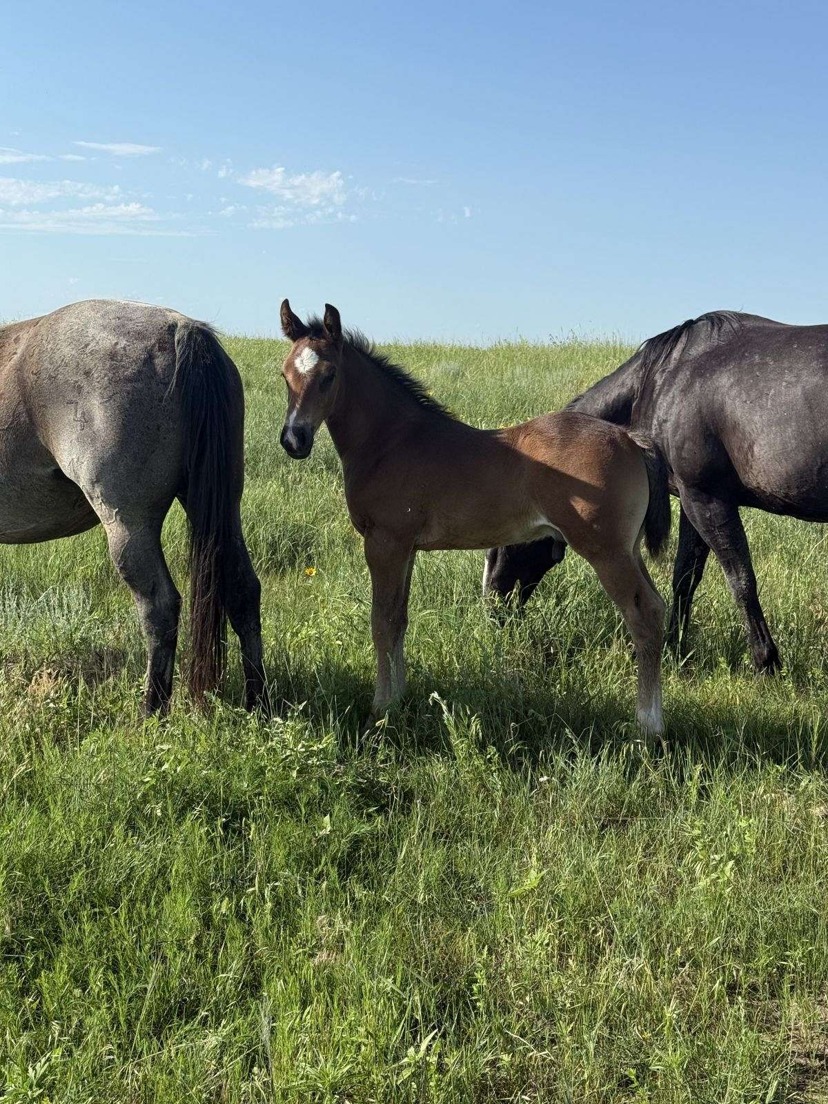 Fancy Percheron/QH Cross Stud Colt