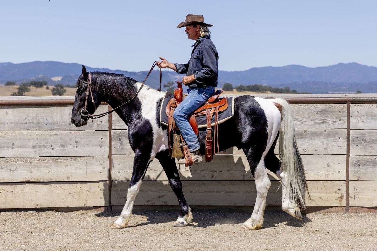 Invictus - Tobiano -Stallion American Saddlebred