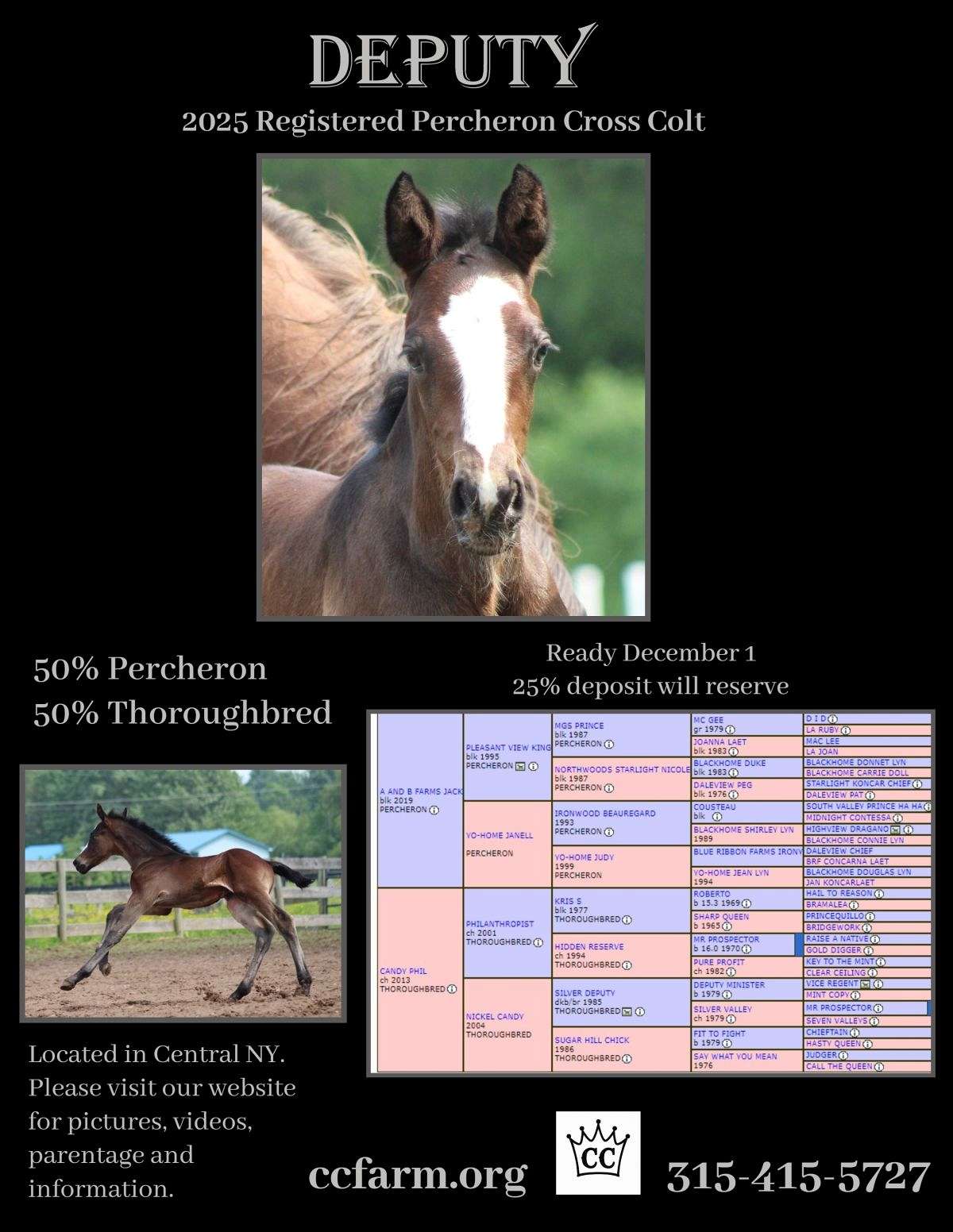 Percheron X Thoroughbred Colt