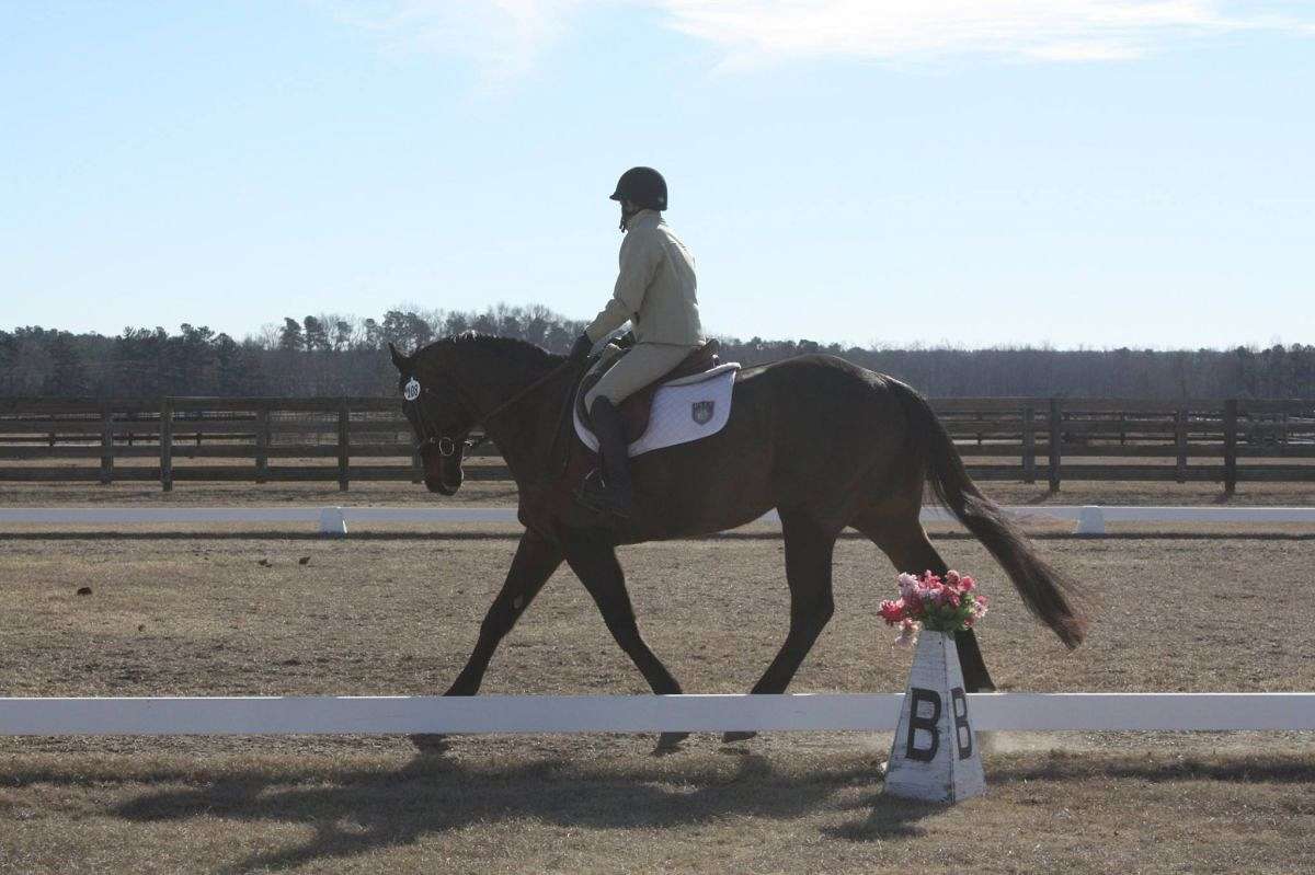 Low Level Event Horse for Lease