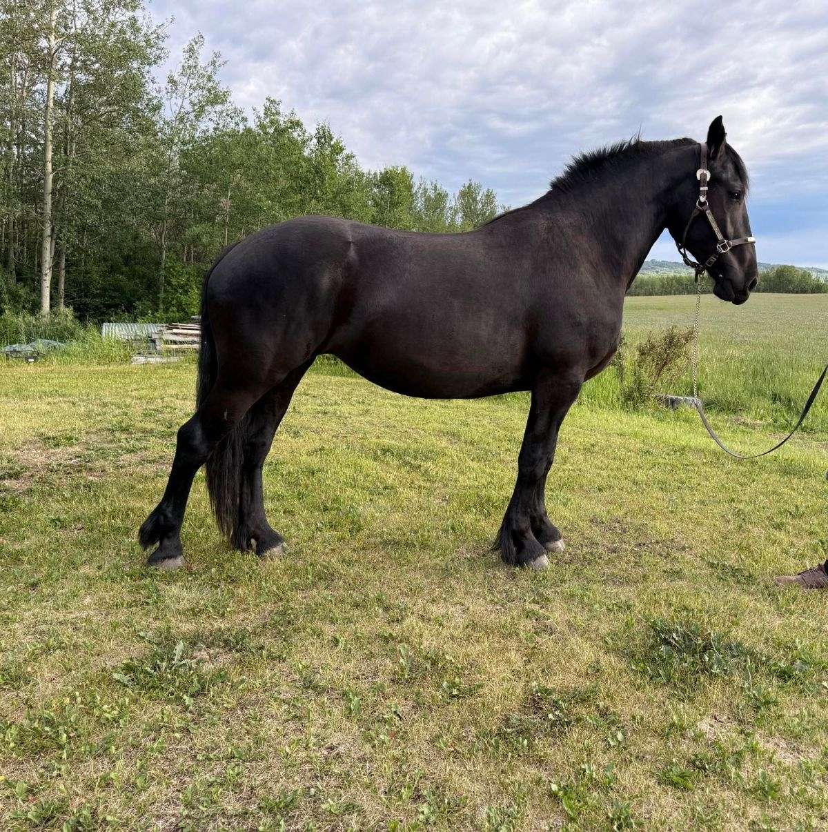 2023 Friesian Percheron Filly