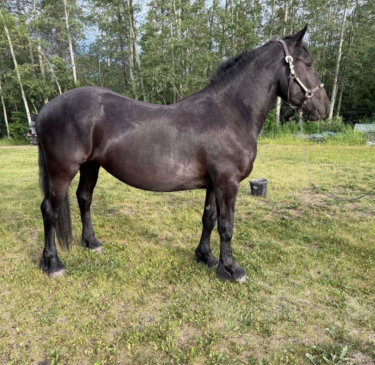 2023 Friesian Percheron Filly