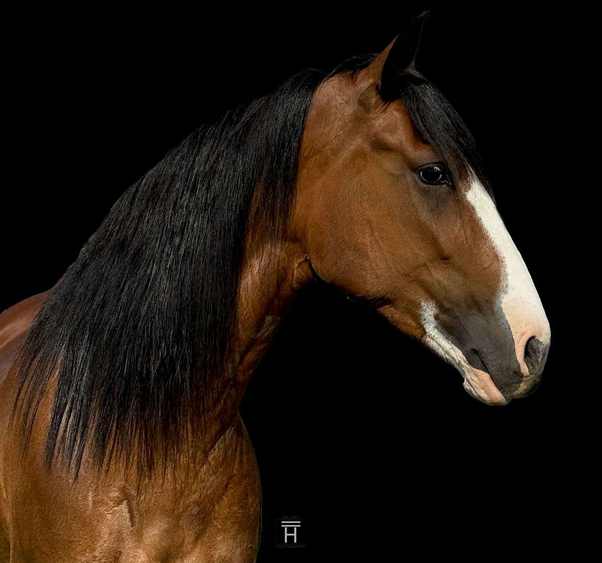 Big, Gentle, Stunning 4 Yr Old Bay Draft Cross Mare!