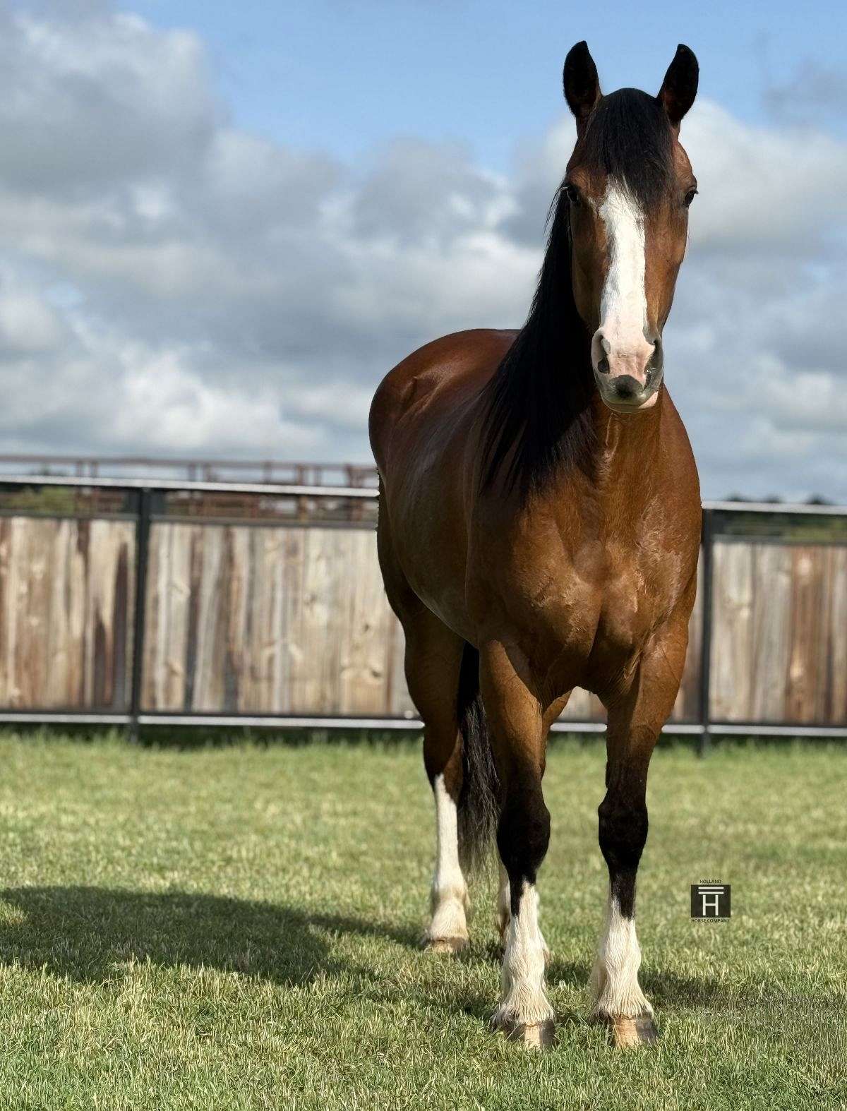 Big, Gentle, Stunning 4 Yr Old Bay Draft Cross Mare!