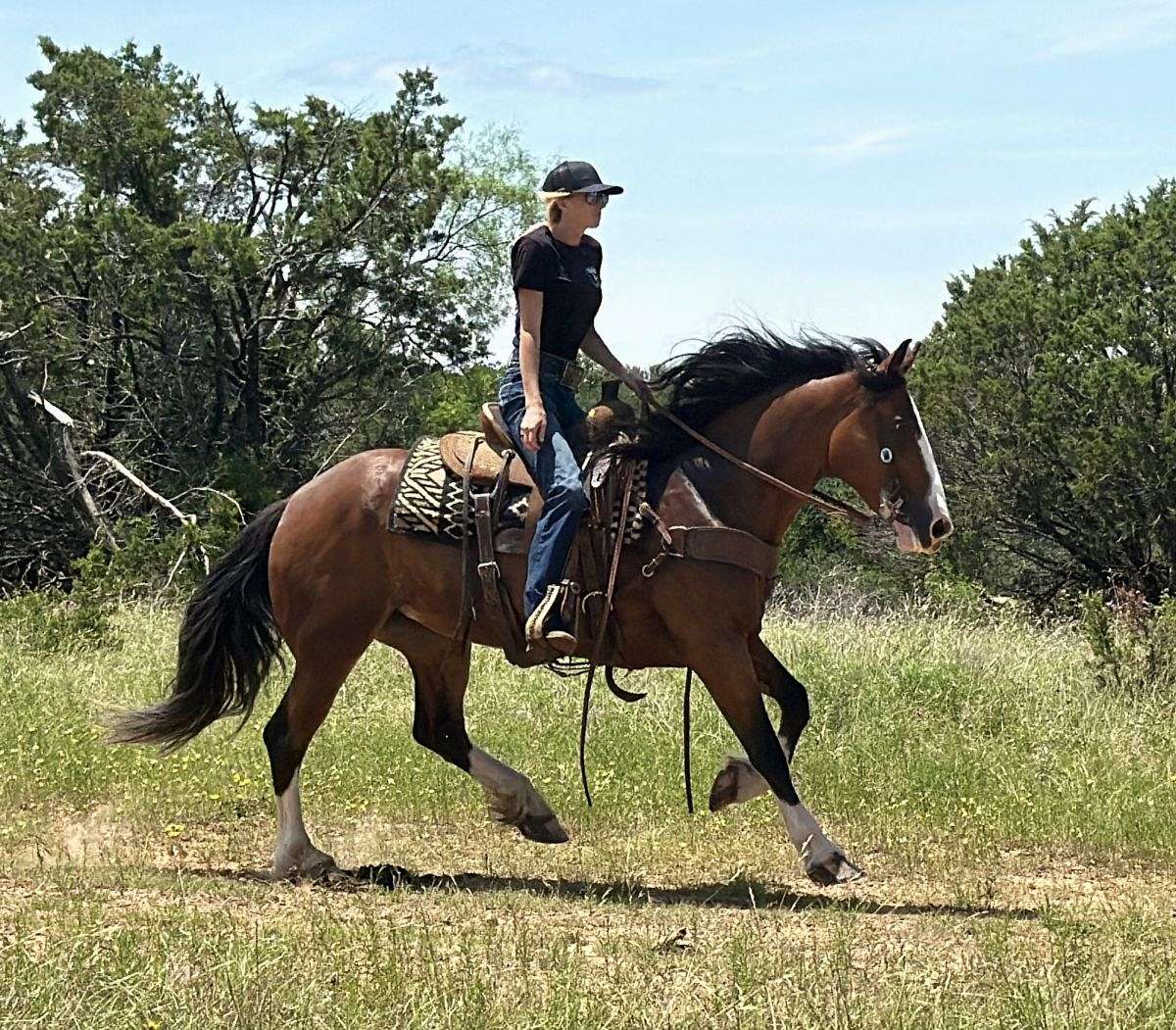 Big, Gentle, Stunning 4 Yr Old Bay Draft Cross Mare!