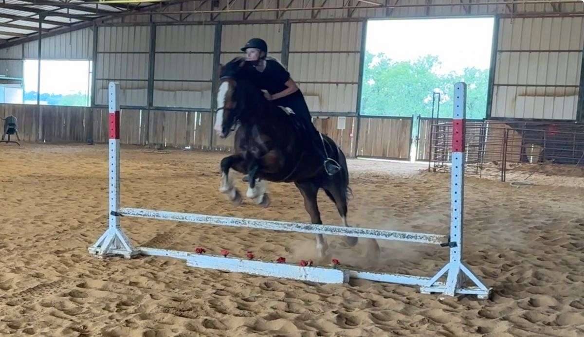 Big, Gentle, Stunning 4 Yr Old Bay Draft Cross Mare!