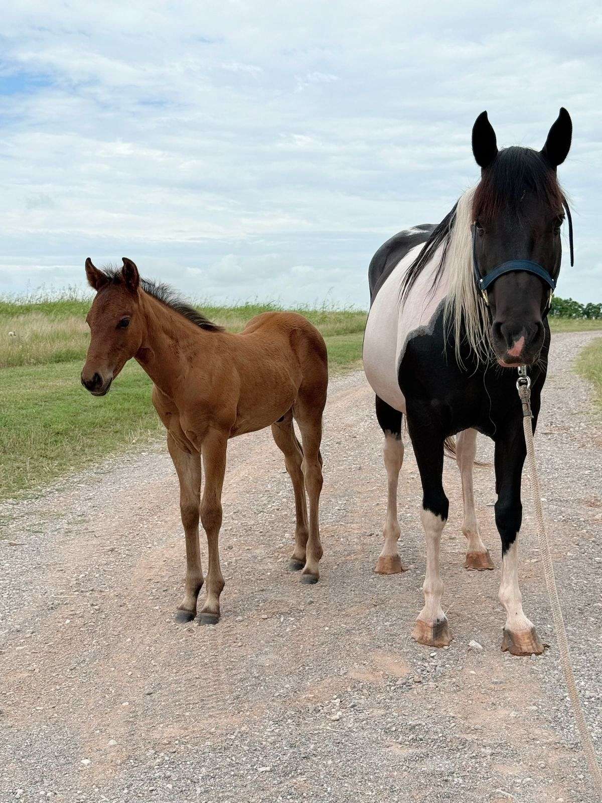 Gorgeous 3 in 1 Package! Beautiful Pinto Mare With Dun Stud Colt!