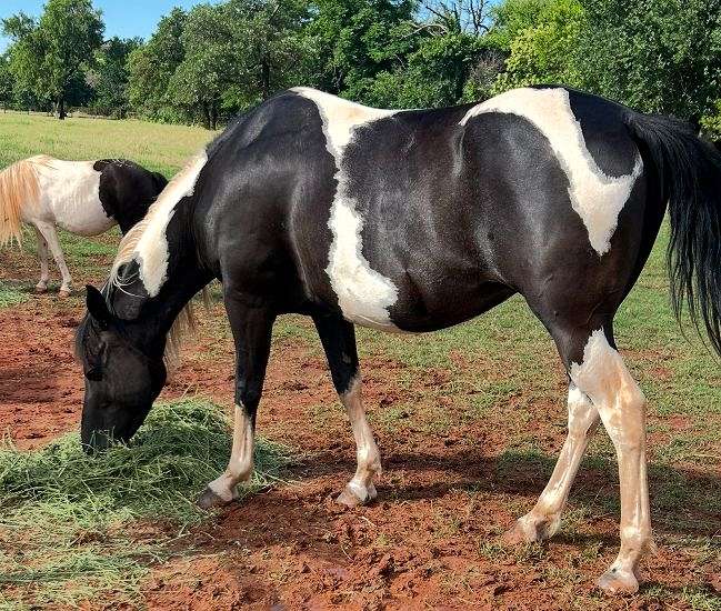 Gorgeous 3 in 1 Package! Beautiful Pinto Mare With Dun Stud Colt!