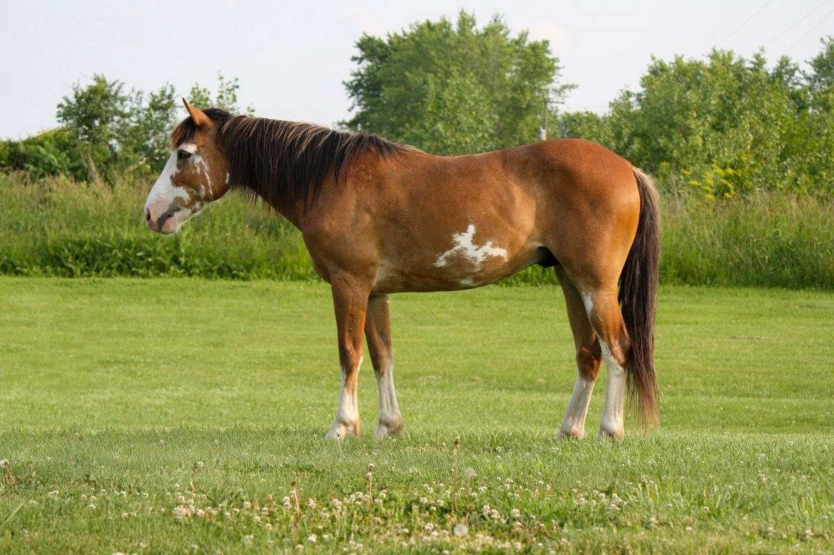 Charming Ranch Deluxe 9 Yr Old Bay Sabino Draft Cross Gelding!