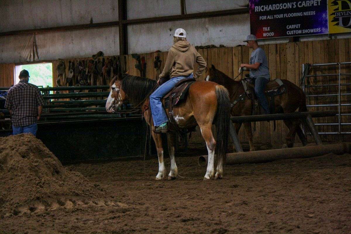 Charming Ranch Deluxe 9 Yr Old Bay Sabino Draft Cross Gelding!