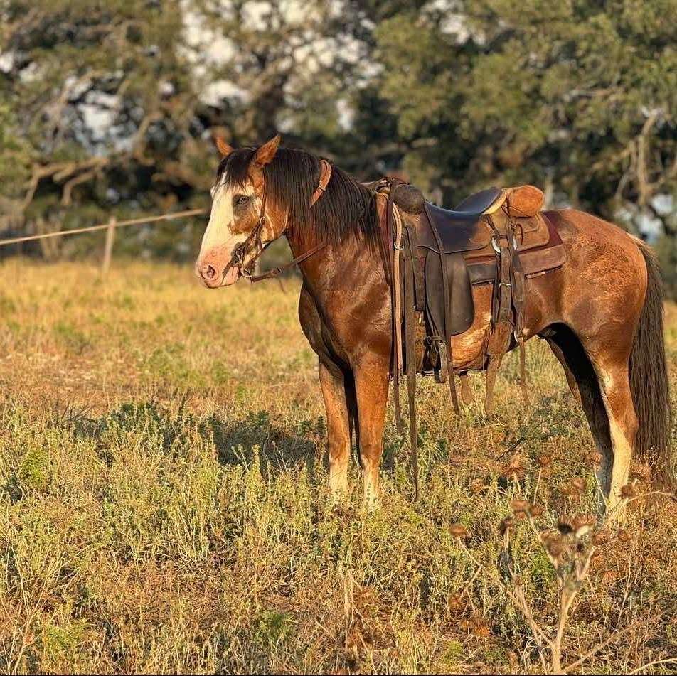 Charming Ranch Deluxe 9 Yr Old Bay Sabino Draft Cross Gelding!