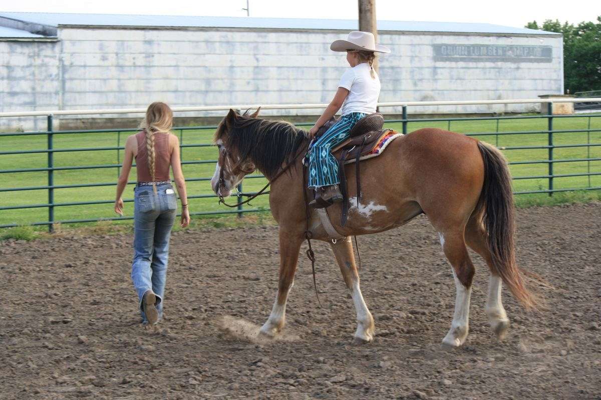 Charming Ranch Deluxe 9 Yr Old Bay Sabino Draft Cross Gelding!