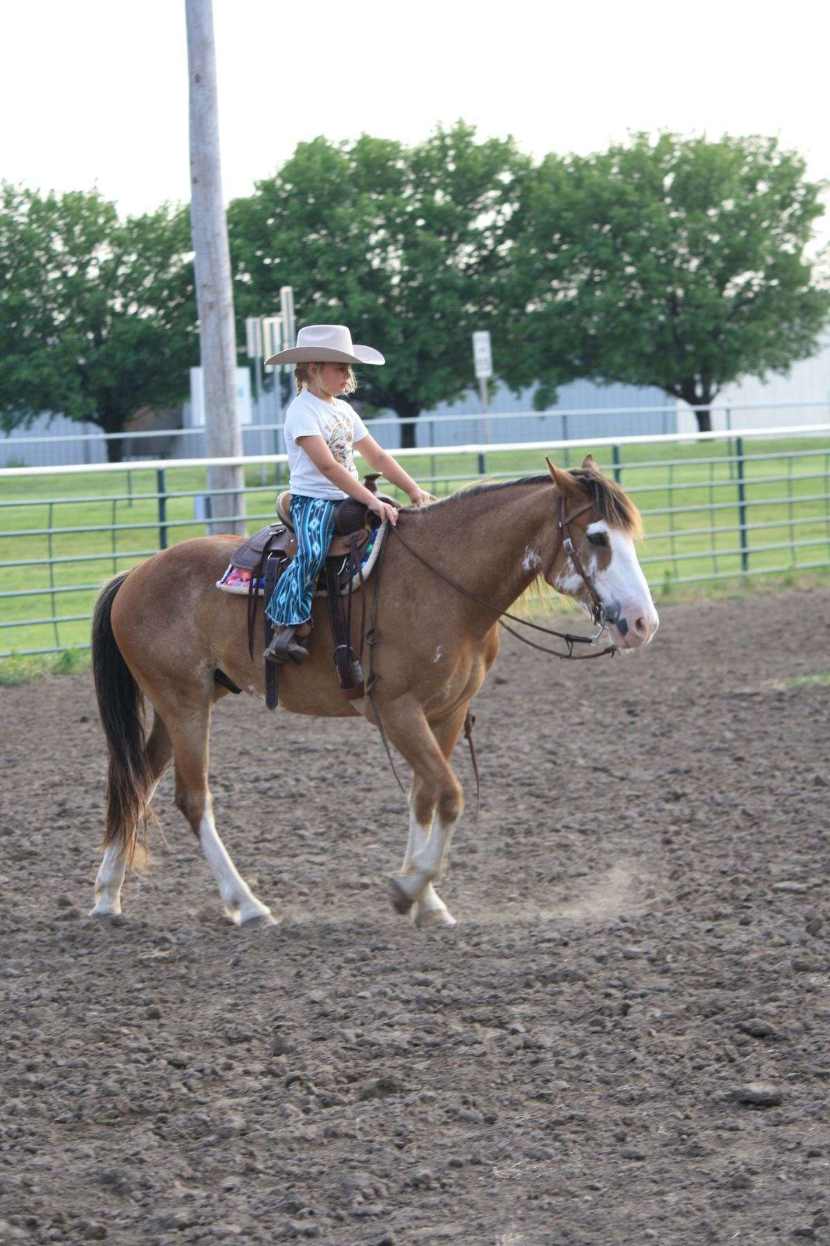 Charming Ranch Deluxe 9 Yr Old Bay Sabino Draft Cross Gelding!