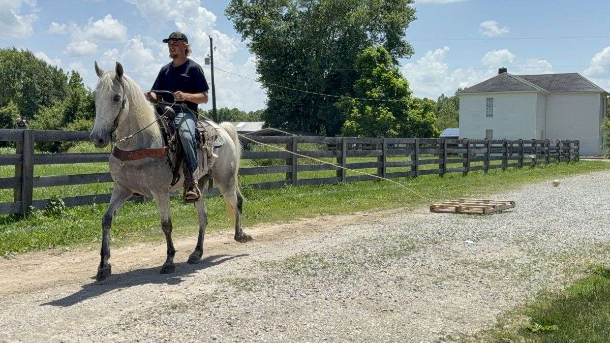 Handsome Trail Horse Deluxe 7 Yr Old Gray Kentucky Mountain Gelding!