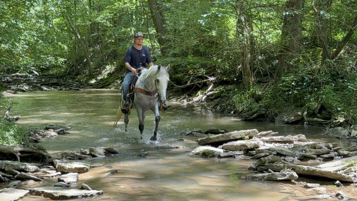 Handsome Trail Horse Deluxe 7 Yr Old Gray Kentucky Mountain Gelding!