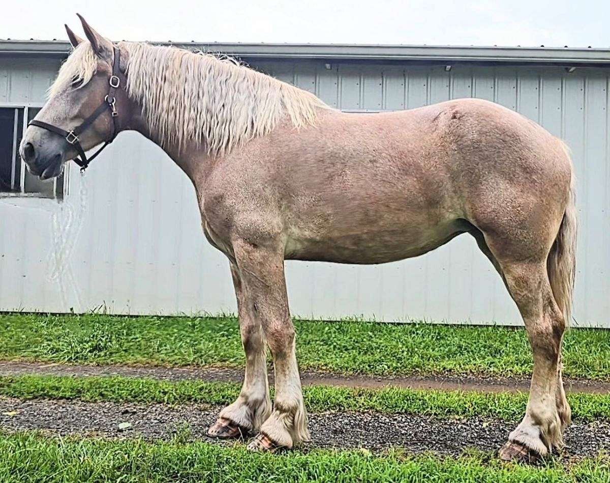 Trusting Versatile 5 Yr Old Strawberry Roan Draft Cross Mare!