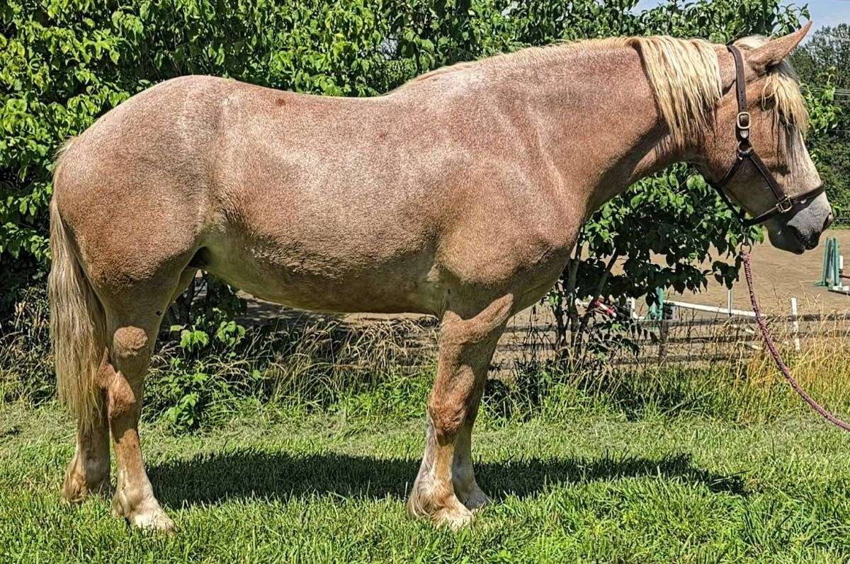 Trusting Versatile 5 Yr Old Strawberry Roan Draft Cross Mare!